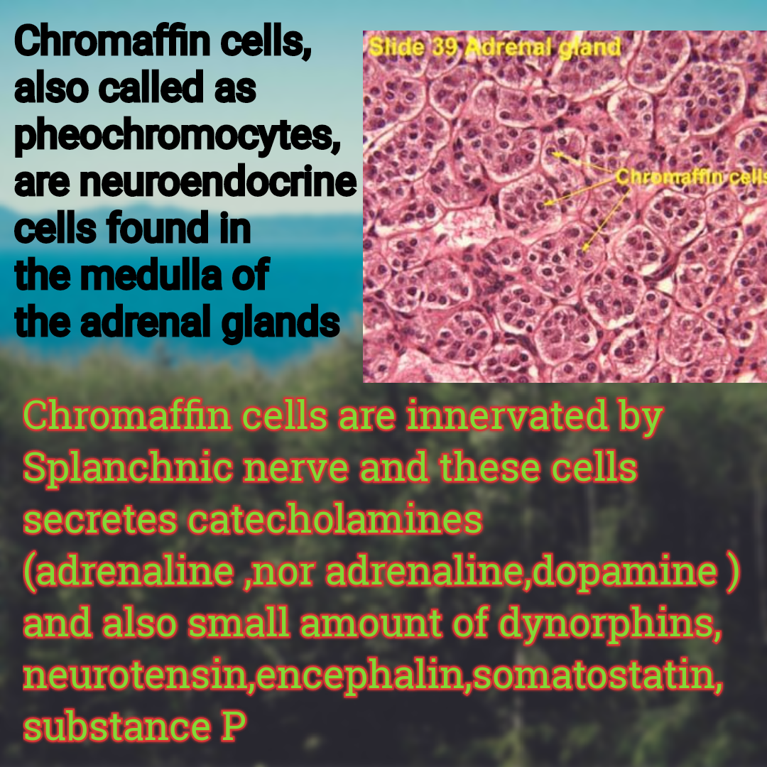 Chromaffin Cells
