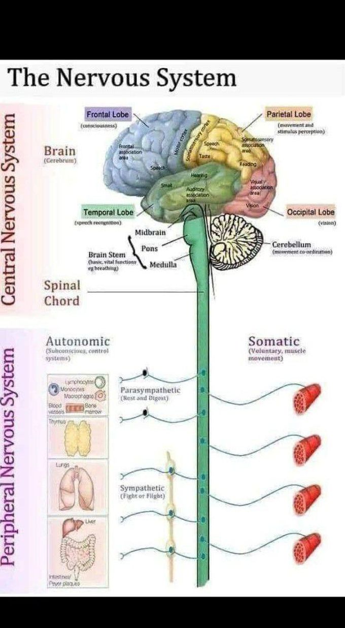 Nervous system - MEDizzy