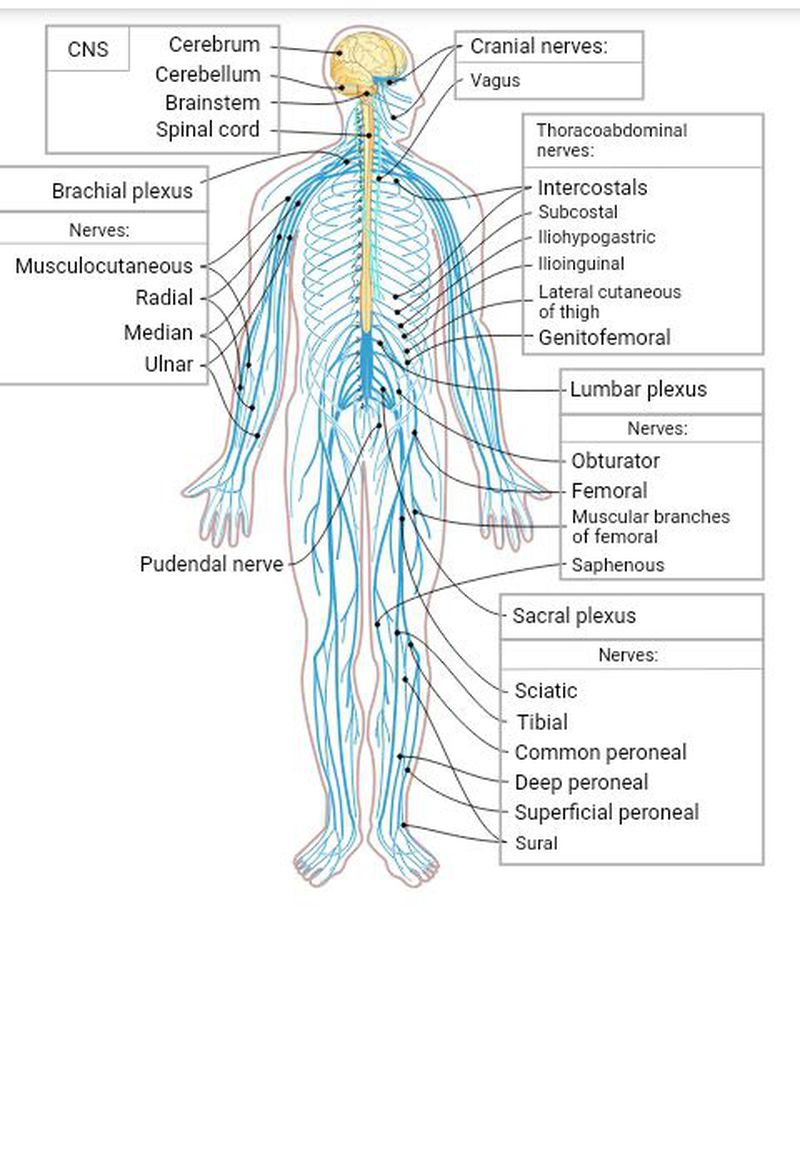 Nerves of the body - MEDizzy