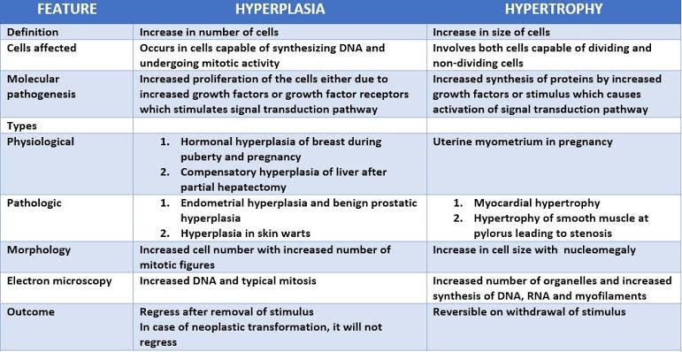 Hypertrophy vs hyperplasia - MEDizzy