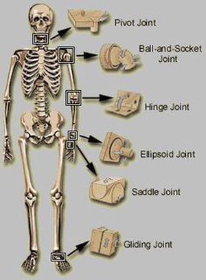 Types of joints - MEDizzy