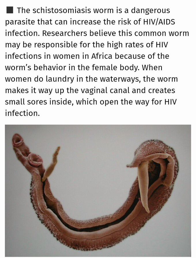 Schistosomiasis - MEDizzy