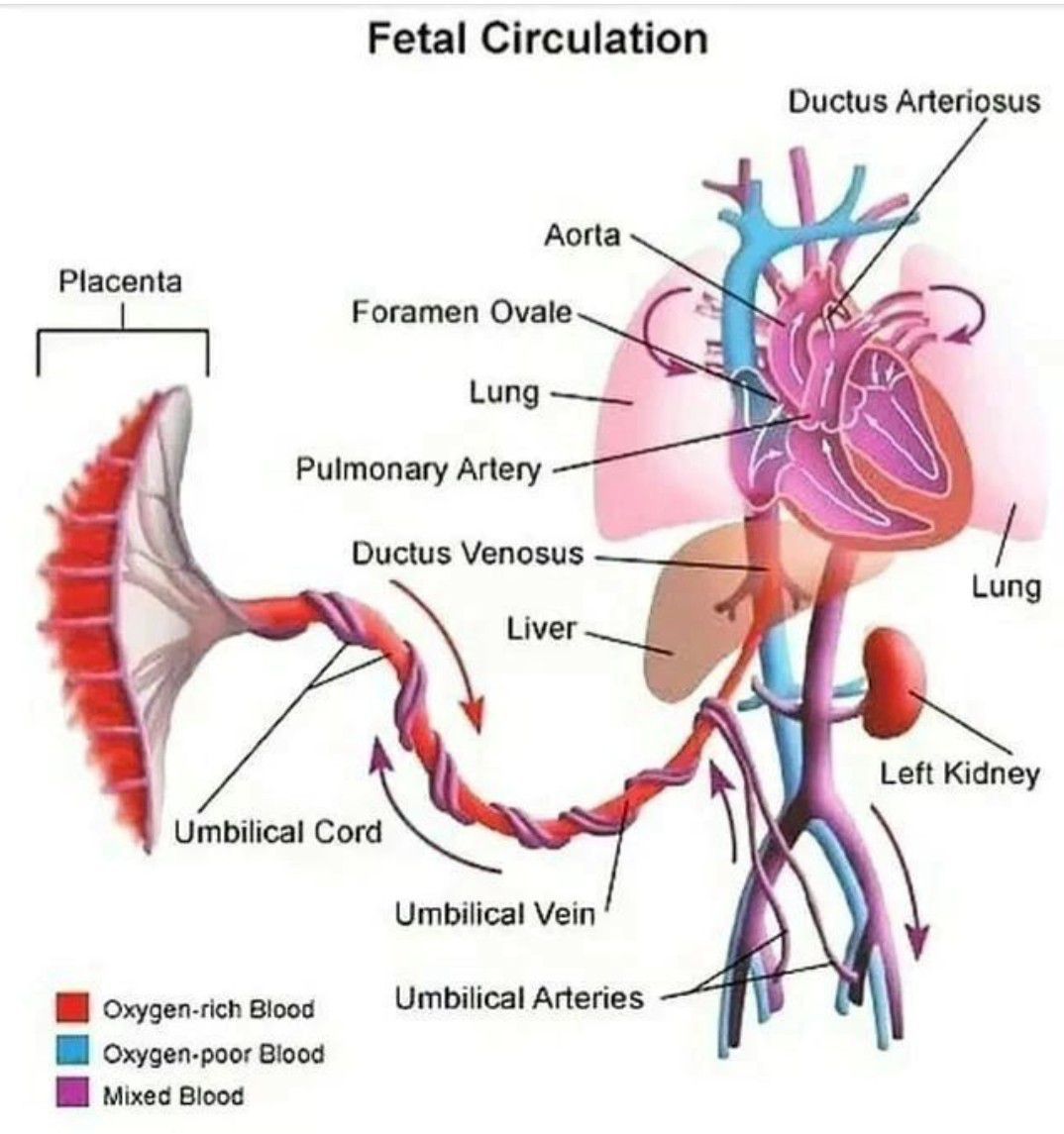 Fetal Circulation Model