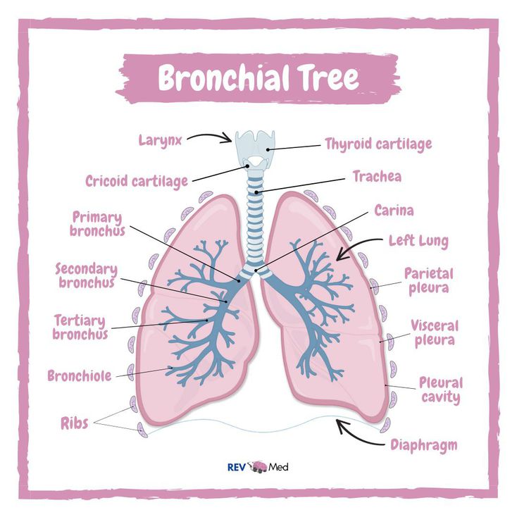 Lungs And It s Bronchial Tree MEDizzy