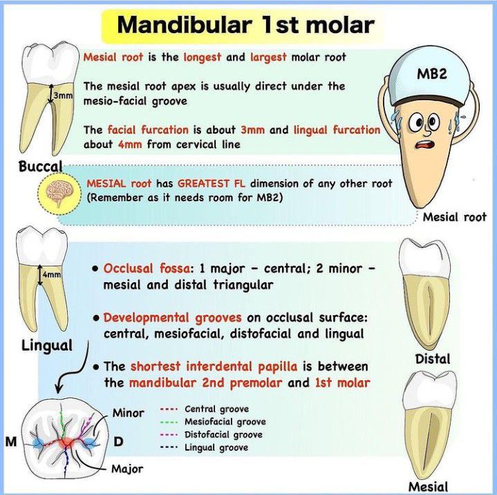 Primary Mandibular 1st Molar The Permanent Mandibular Molars (Dental
