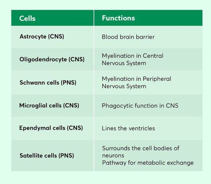 Cells of nervous system - MEDizzy