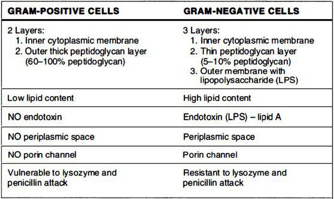 Differences between Gram-Positive and Gram-Negative - MEDizzy