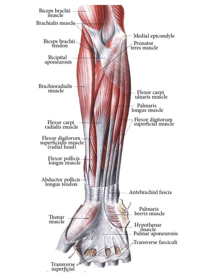Muscles of the Forearm - MEDizzy