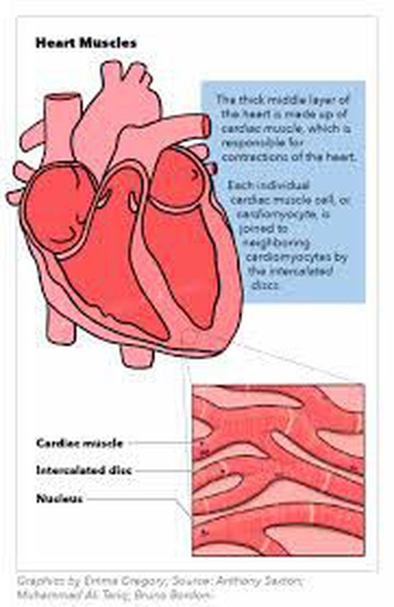 Cardiac Muscles Diagram Muscle: The Histology Guide
