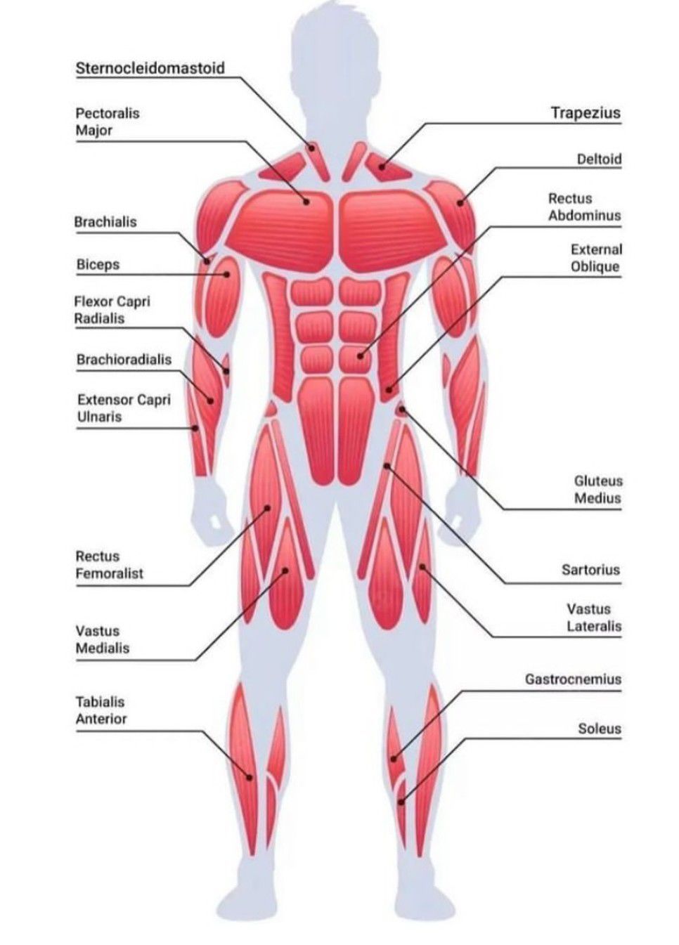 Major Muscles of the Body - MEDizzy
