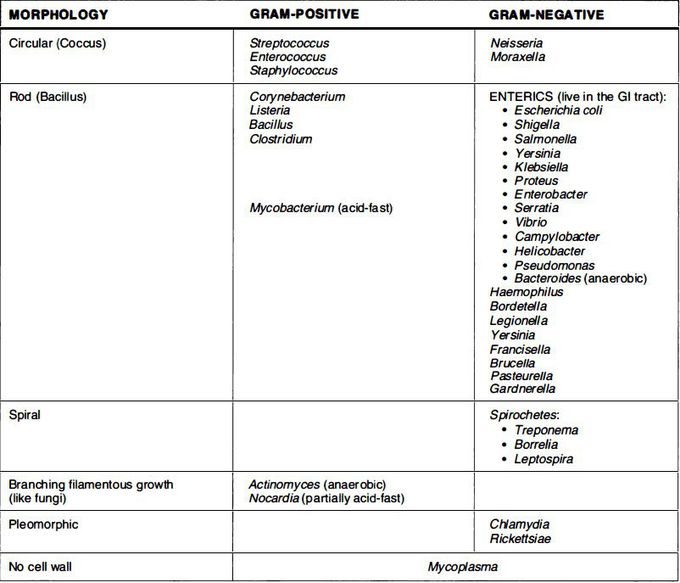 Morphological differences among clinically relevant bacteria - MEDizzy