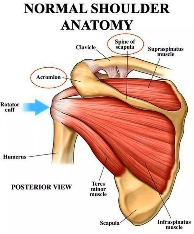 Normal Shoulder Anatomy - MEDizzy