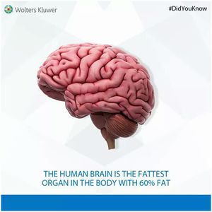 Brain Facts - MEDizzy