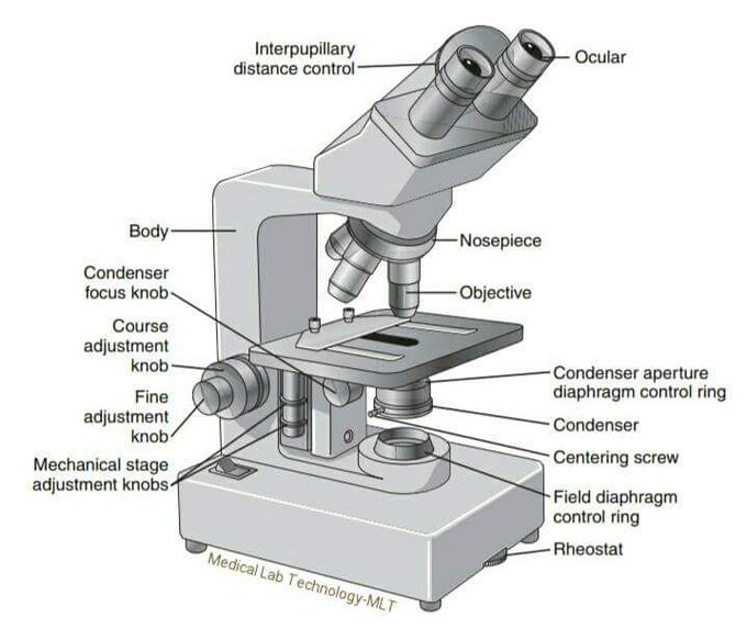 Compound Microscope Labeled Rheostat