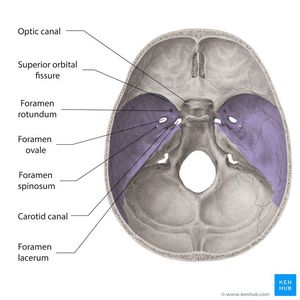 Foramen Lacerum Sphenoid Bone