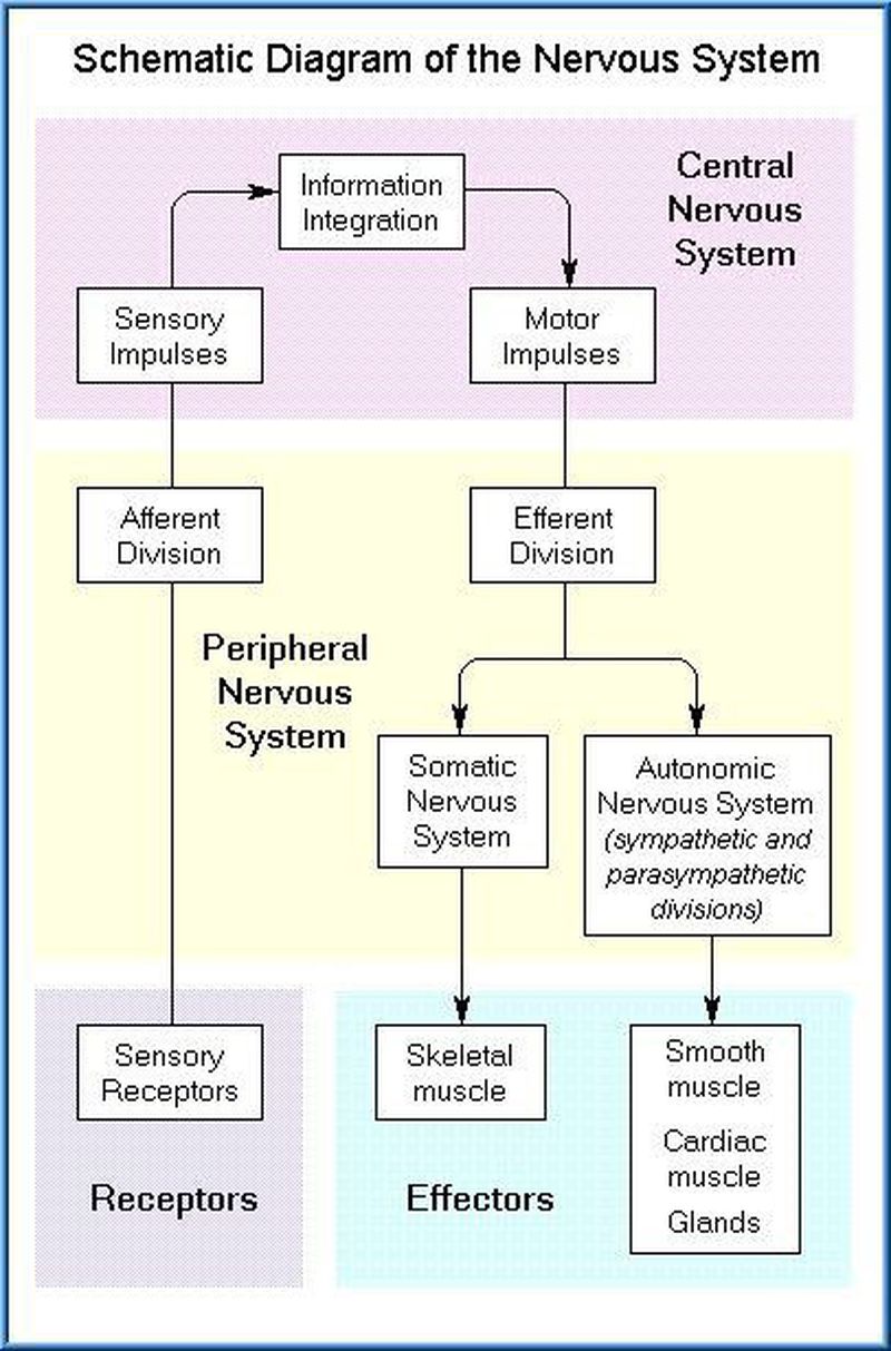 CNS nd it's systematic function - MEDizzy