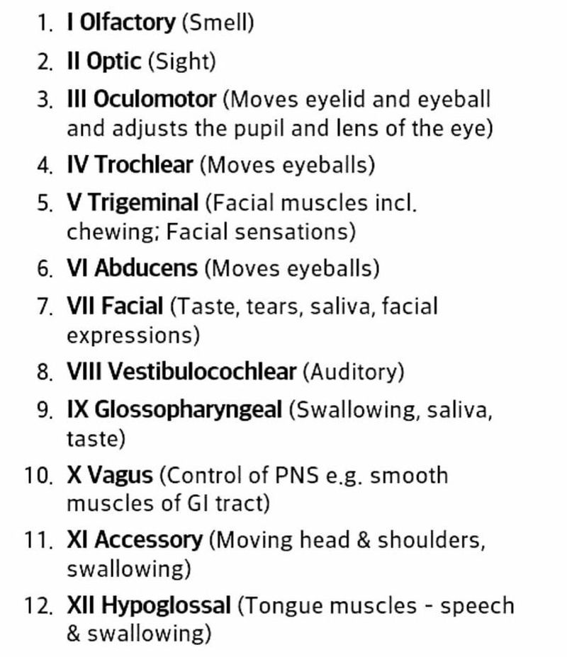 Cranial nerves - MEDizzy