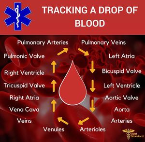 Tracking a drop of blood - MEDizzy