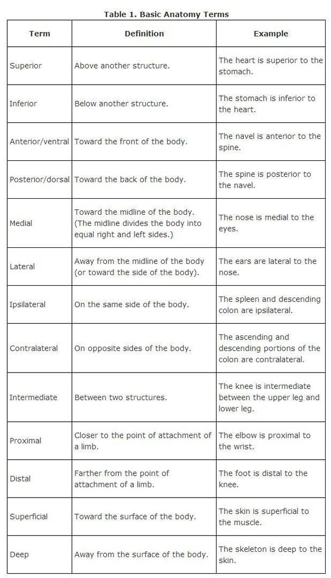 Anatomy terms - MEDizzy