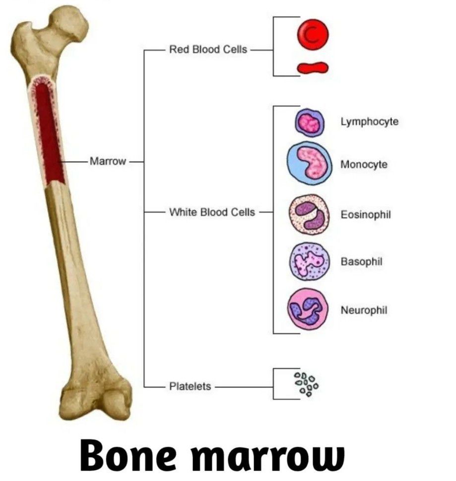 Bone Marrow MEDizzy