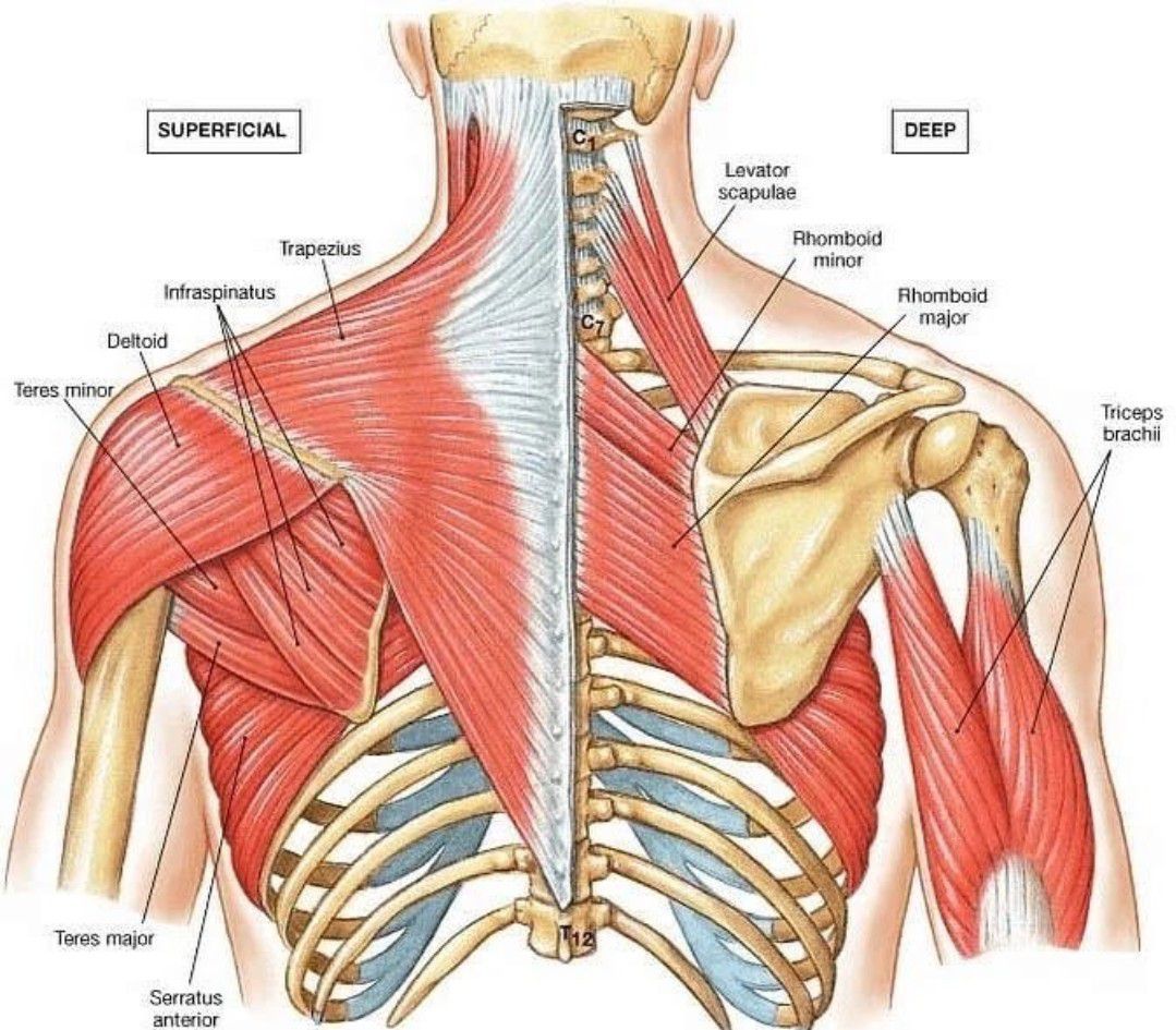 Muscles of the Back - MEDizzy