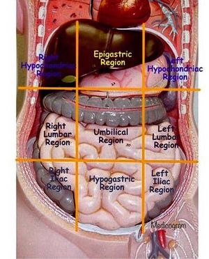Abdominal regions - MEDizzy