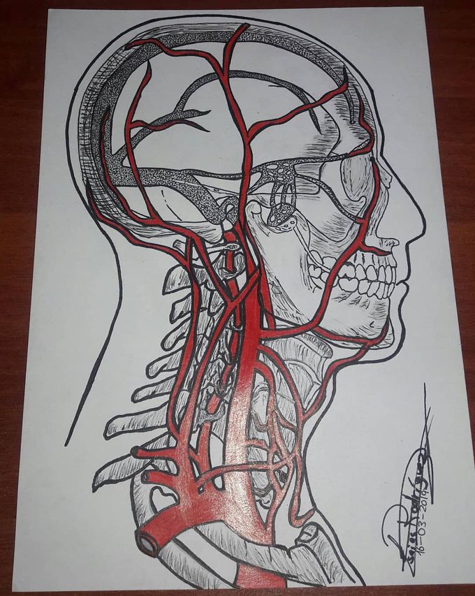 Anatomy! - MEDizzy