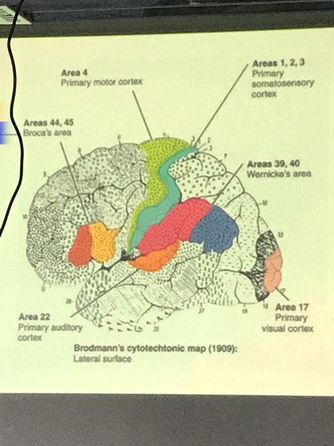 Brodmann's cytotechtonic map and some important areas - MEDizzy