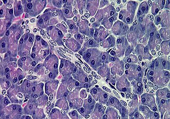 Epithelium of pancreas - MEDizzy