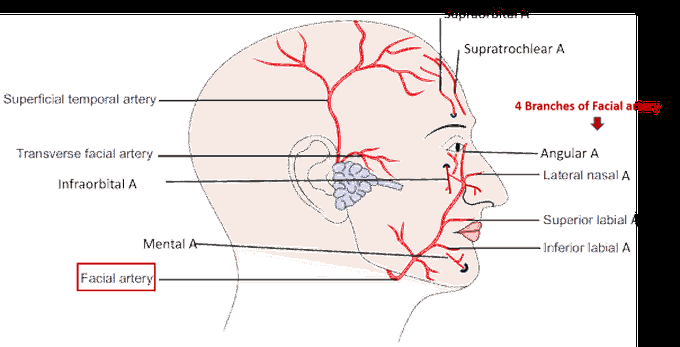 This is how blood supply of the face looks like! - MEDizzy