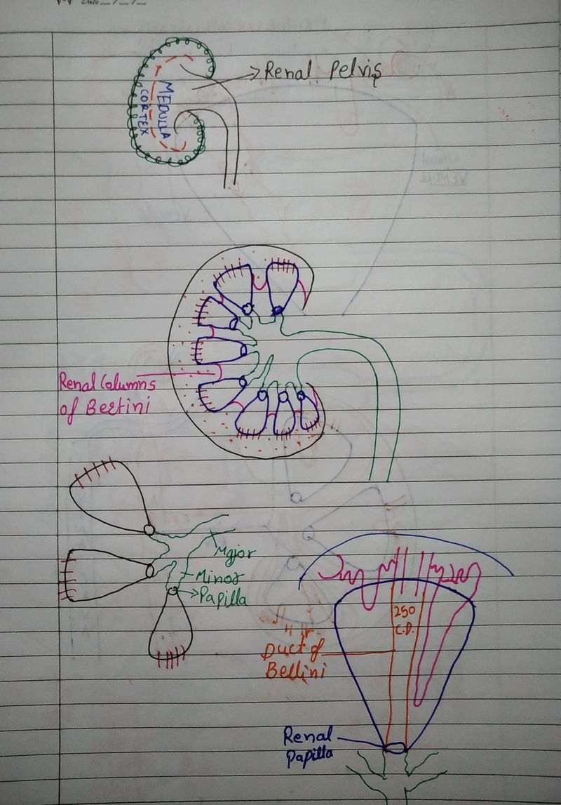 Kidney - MEDizzy