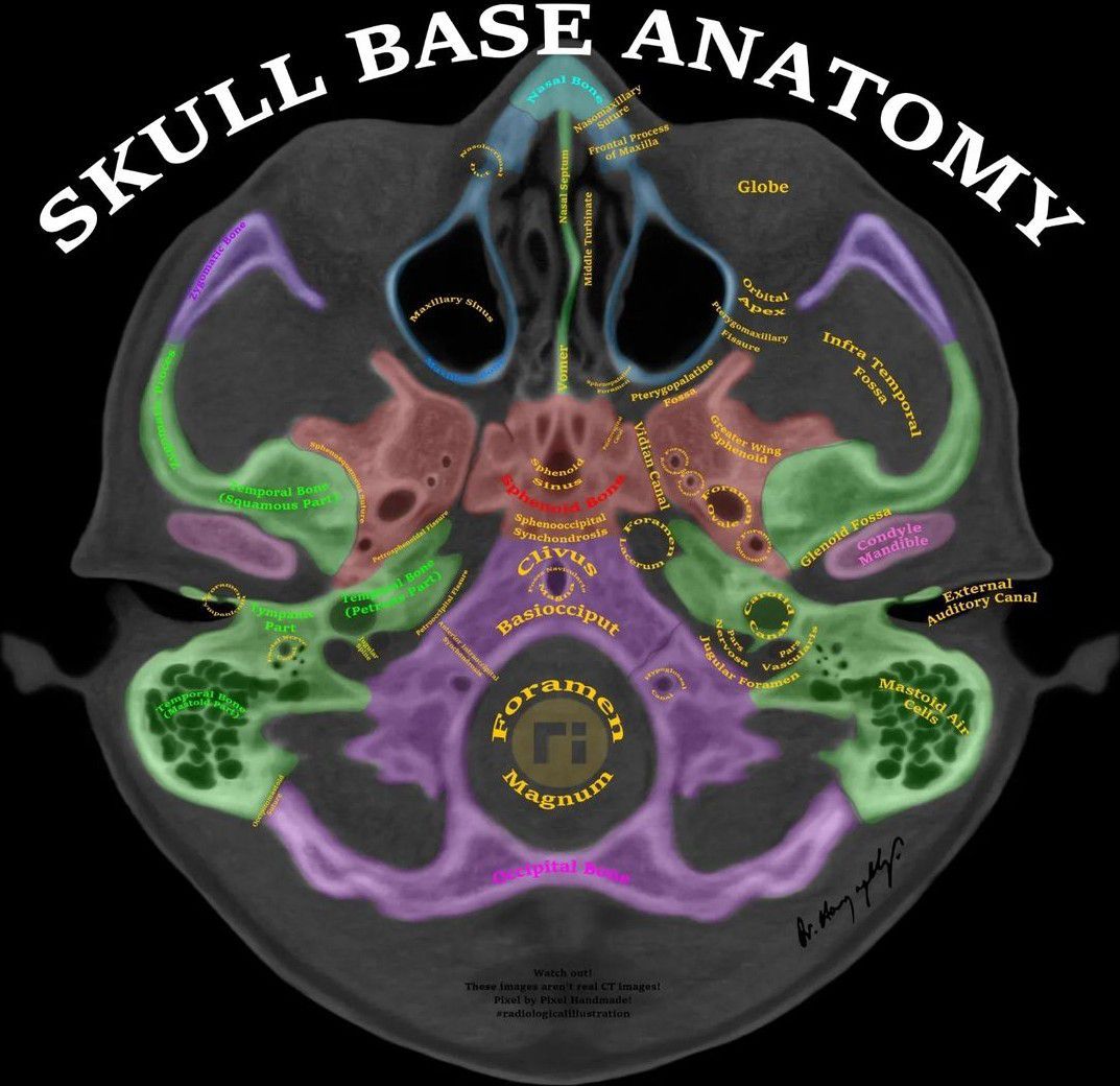 Skull Base Anatomy - MEDizzy