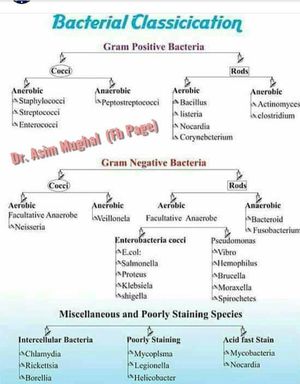 Bacterial classification - MEDizzy