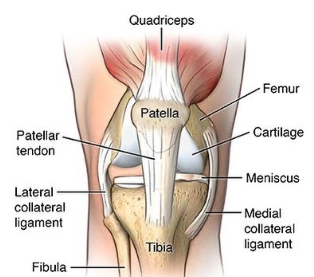 Knee Anatomy - MEDizzy
