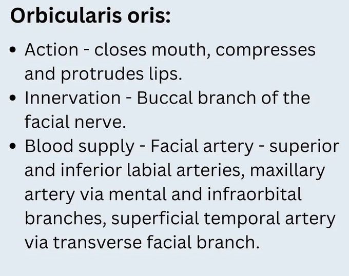 Orbicularis Oris Innervation