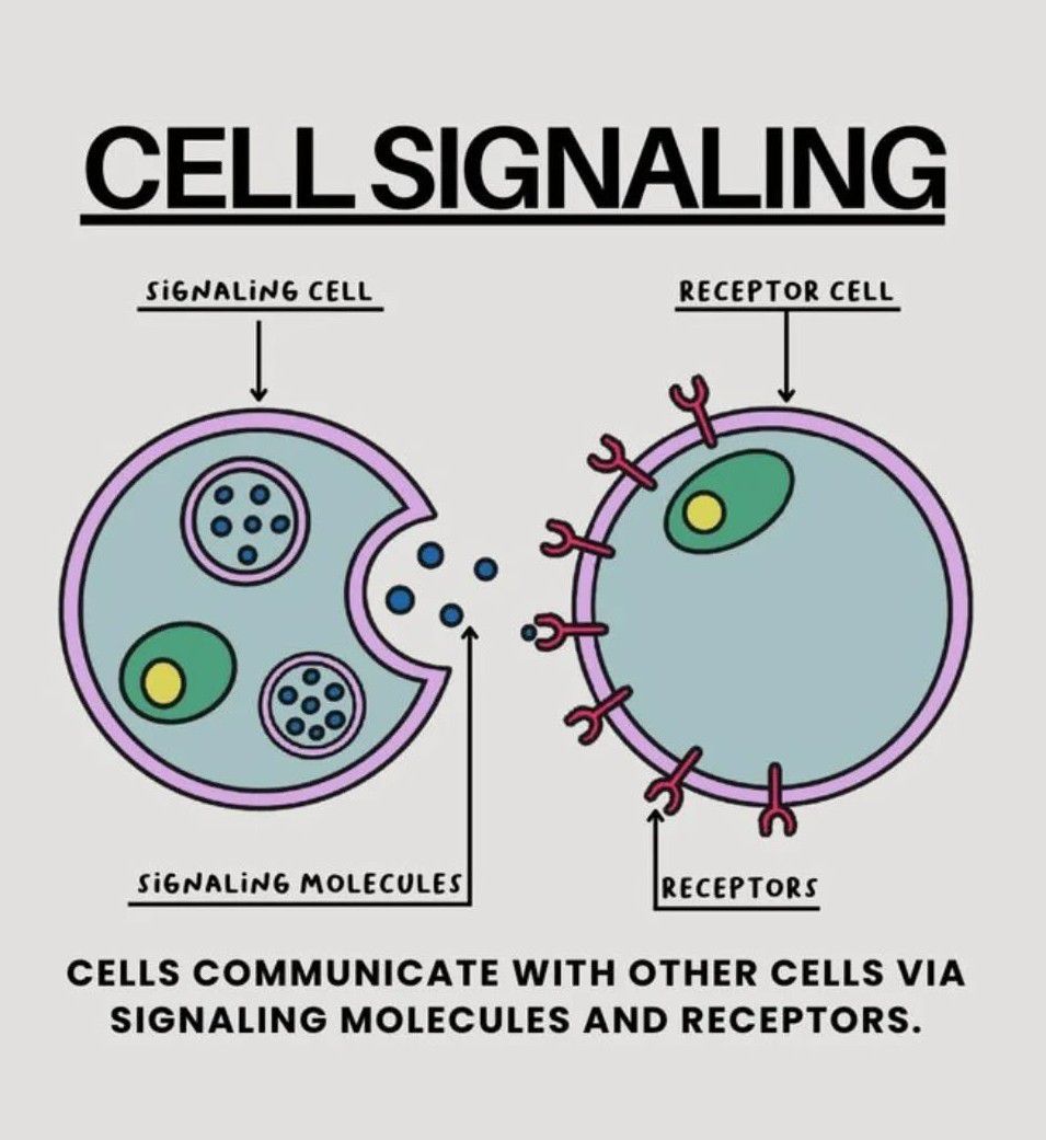 Cell Signaling - MEDizzy