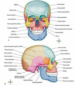 Skull Bones Huesos Craneales - MEDizzy
