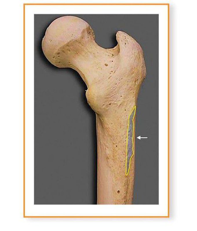 Action of the Muscle - MEDizzy