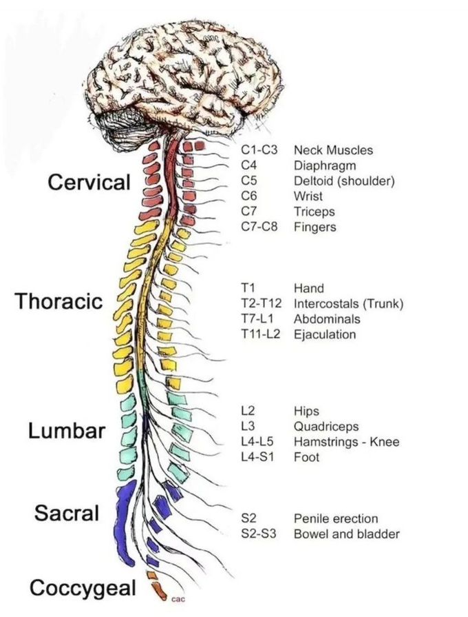 Vertebral Levels - MEDizzy