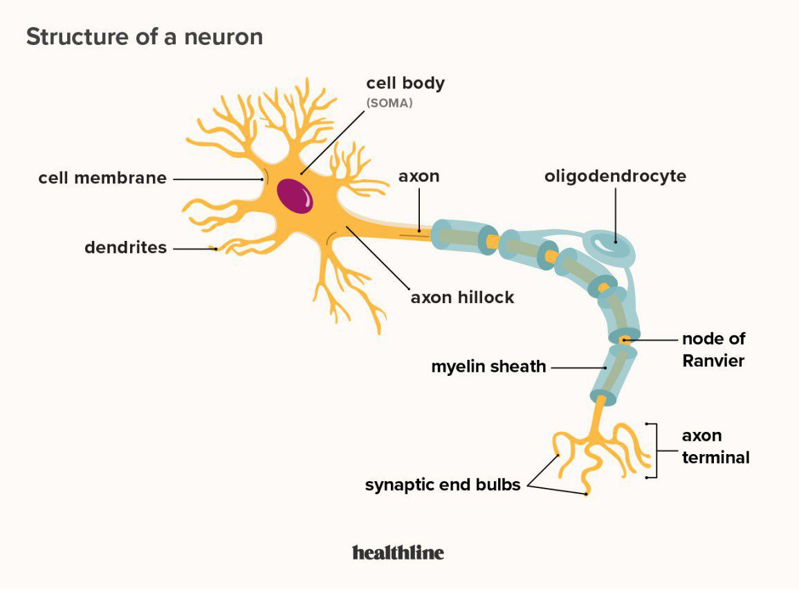 Neuron - MEDizzy