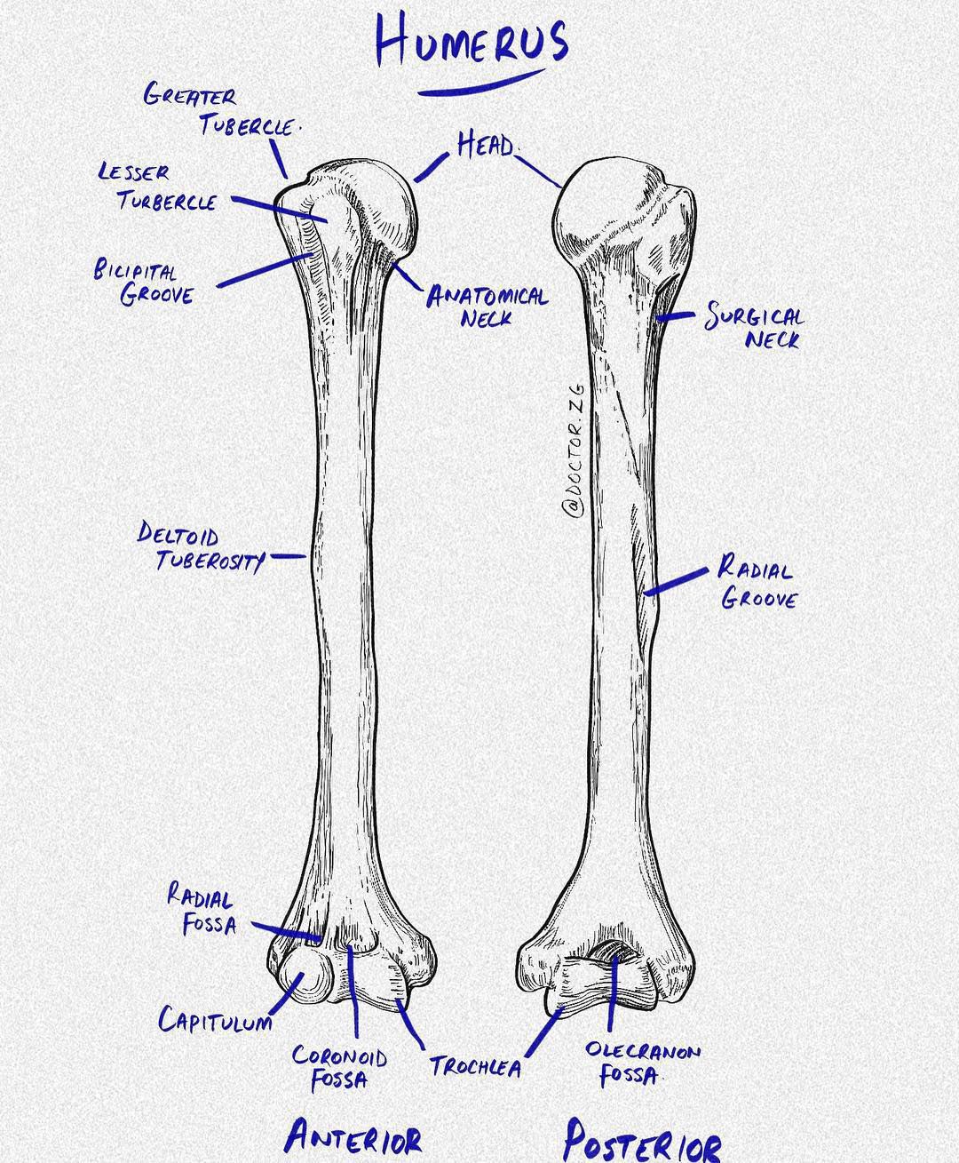 dog humerus anatomy