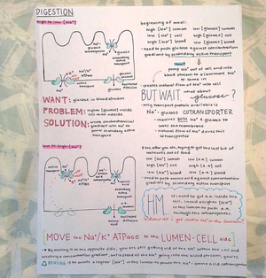 Physiology of digestion - MEDizzy