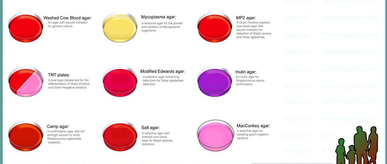 Types Of Agar MEDizzy