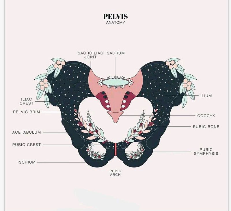Anatomy of pelvic - MEDizzy