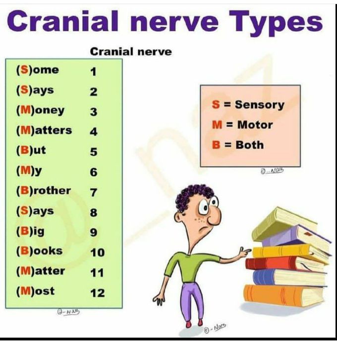 12 Cranial Nerves Mnemonic Easy To Remember Youtube Mnemonic To
