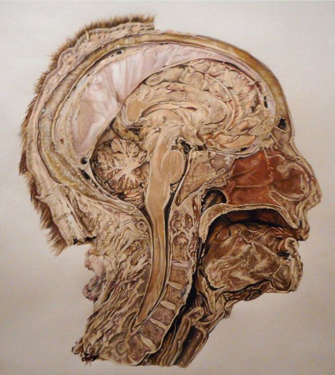 Human anatomy - MEDizzy