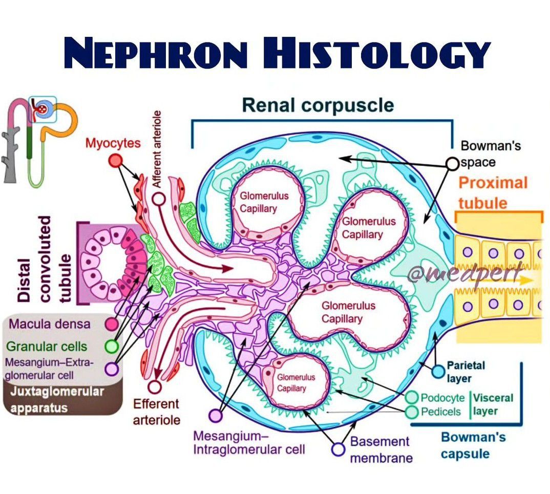 Nephron Histology Labeled