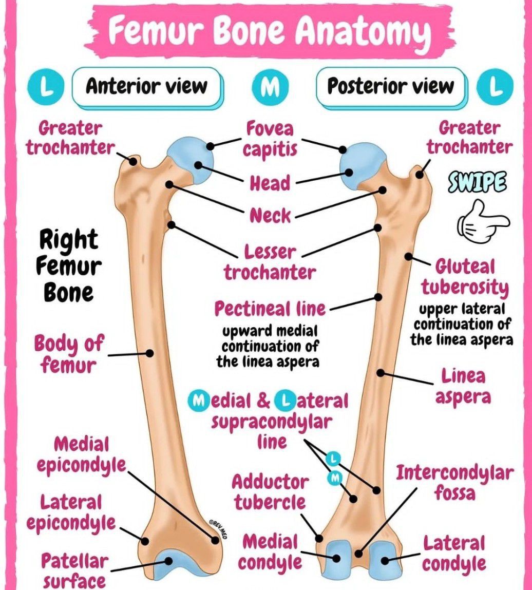 Femur Labeled Anatomy