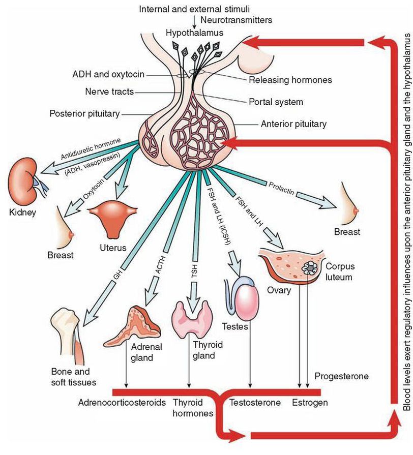 Essential hormones - MEDizzy