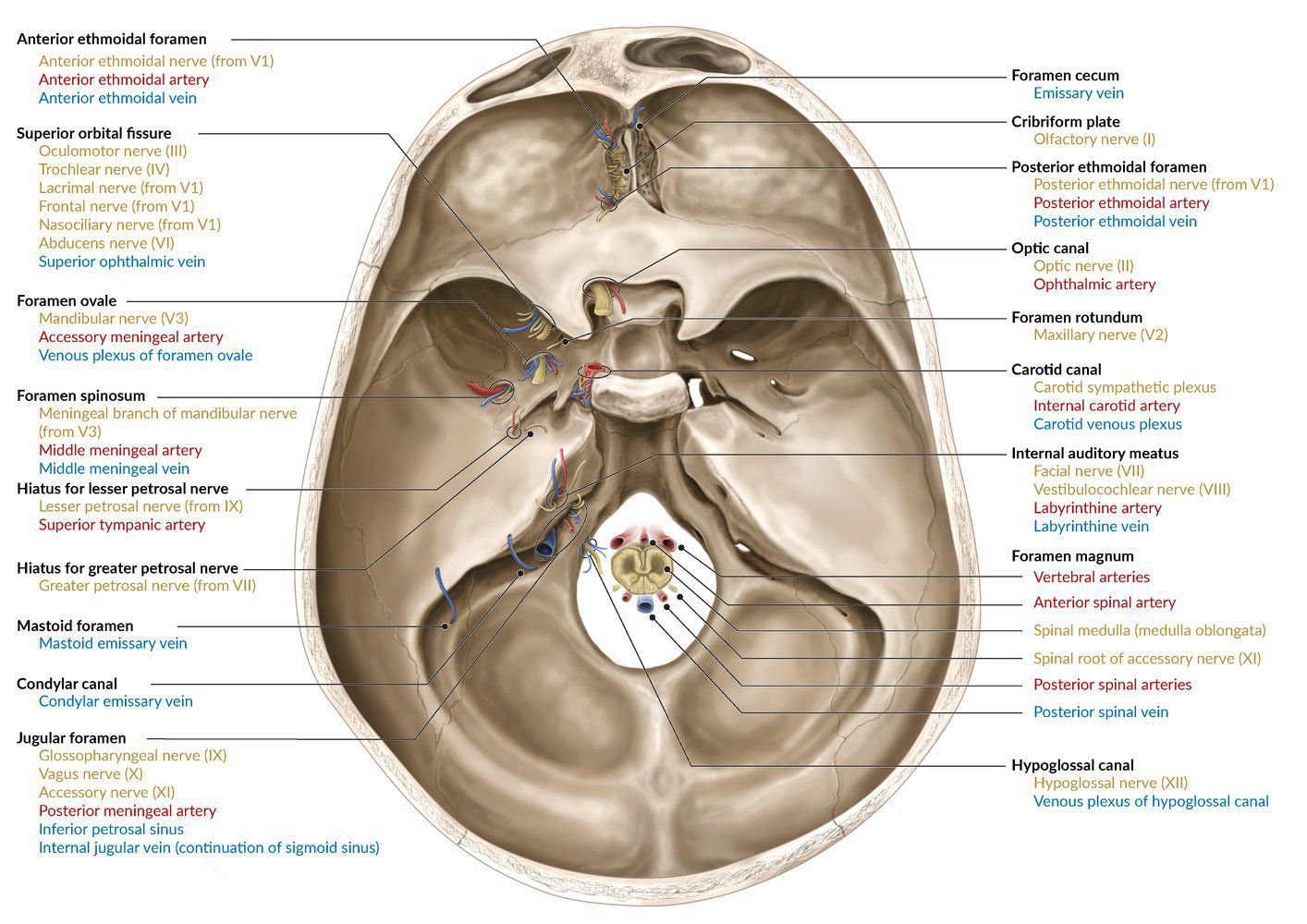 Contents Of The Cranial Cavity MEDizzy